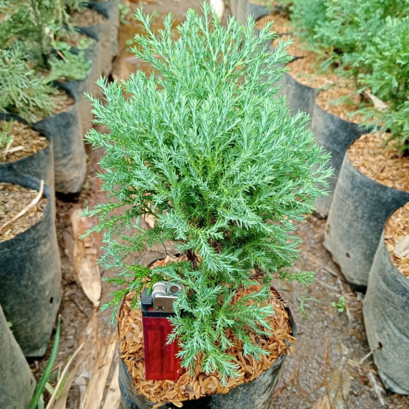 Jual Cemara bola/balon (bahan bonsai) | Shopee Indonesia