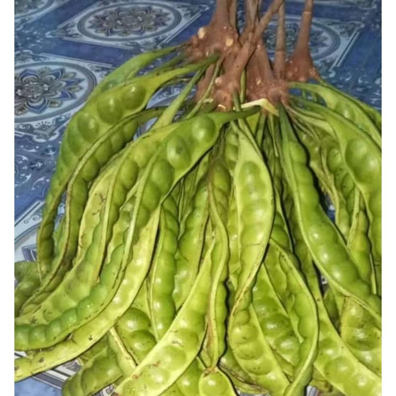 Jual SAYUR MASBUD Pete tua per 1 papan lonjor | Shopee Indonesia