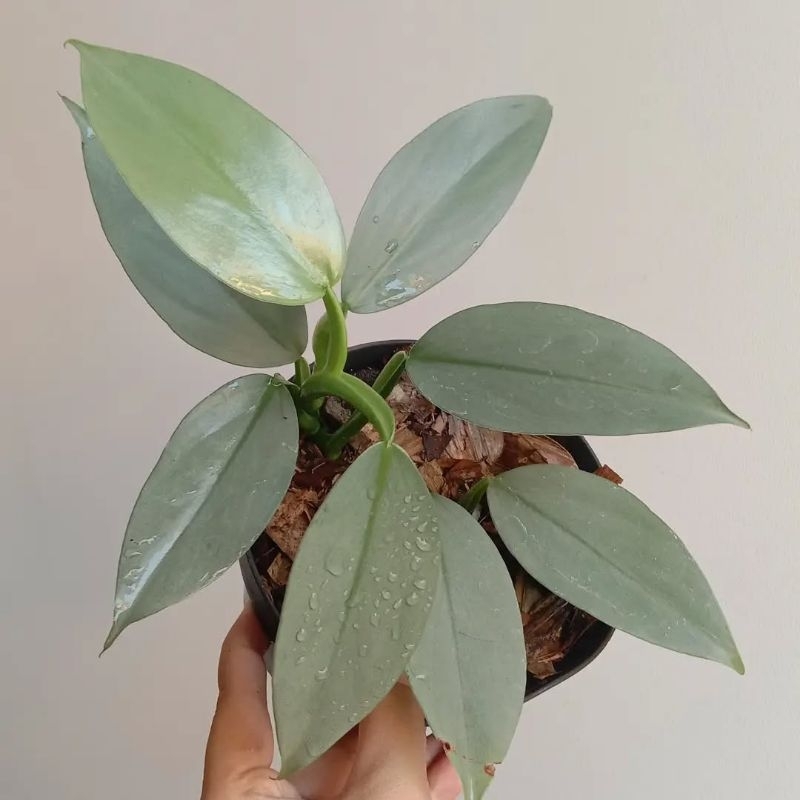 Jual Tanaman Hias Philodendron Hastatum / Tanaman Indoor Philo Silver ...