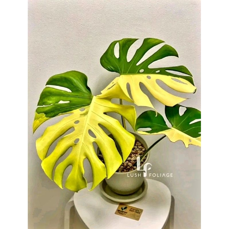 Jual Tanaman hias monstera-monstera asli-monstera variegata-tanaman ...