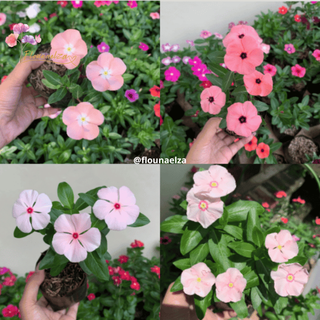 Jual Biji Benih (seeds) Bunga Vinca Tapak Dara Peach Aneka Warna Tipe ...