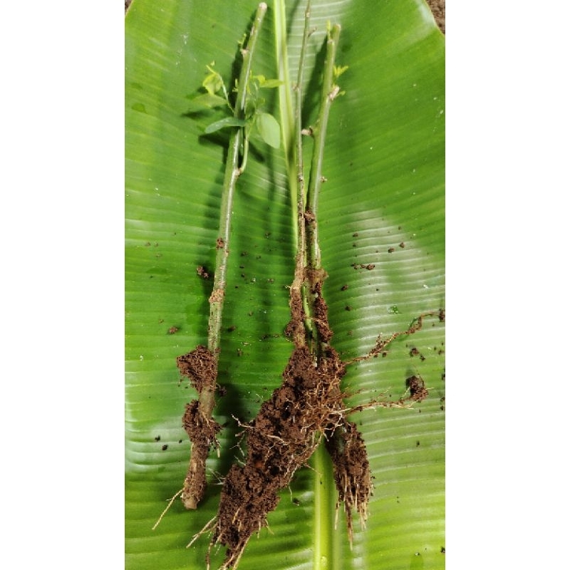 Jual stek tanaman katuk siap tanam harga perbatang | Shopee Indonesia
