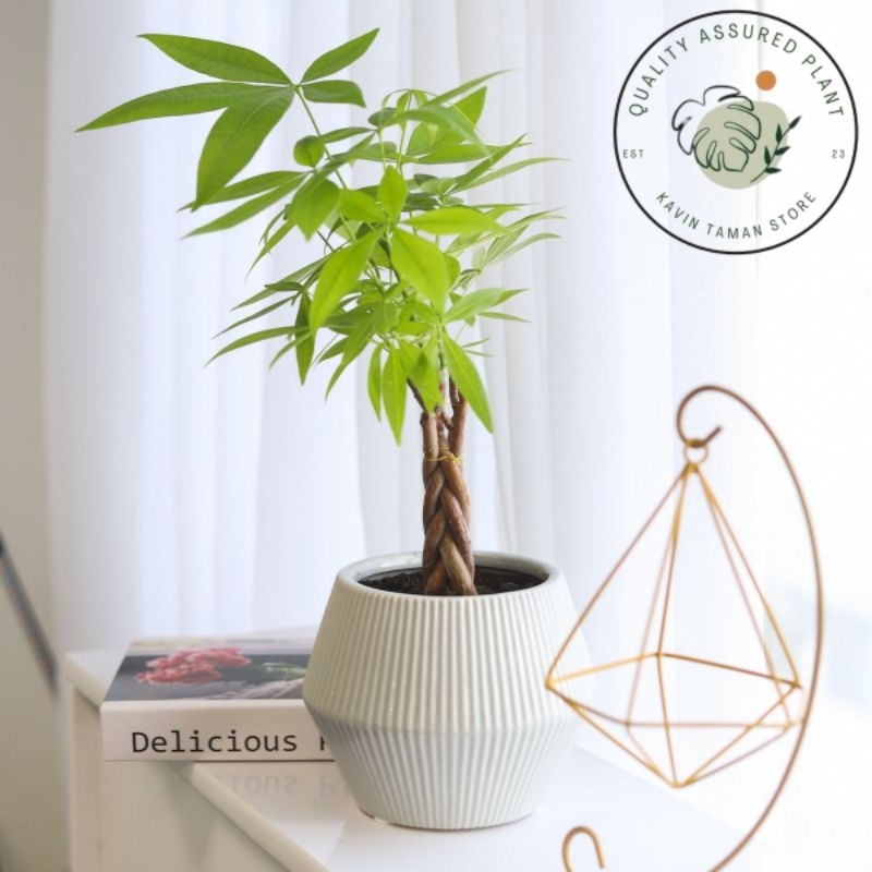 Jual tanaman hias pachira kepang // pohon uang Tunggul pachira kepang ...