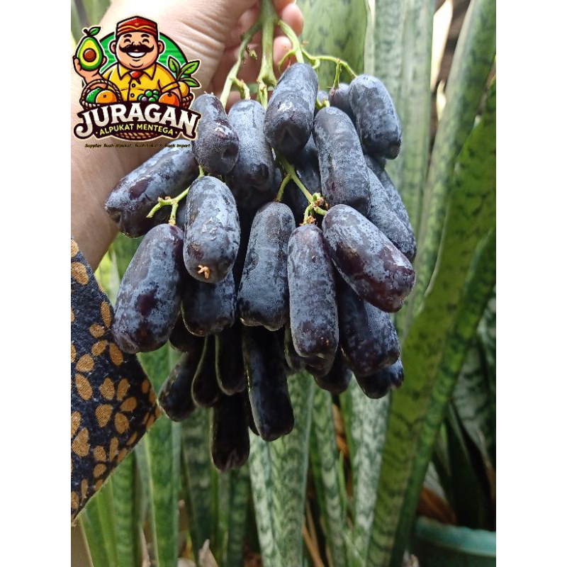 Jual Anggur Sweet Sapphire Moondrops Fresh / Anggur Sweet Sapphire ...