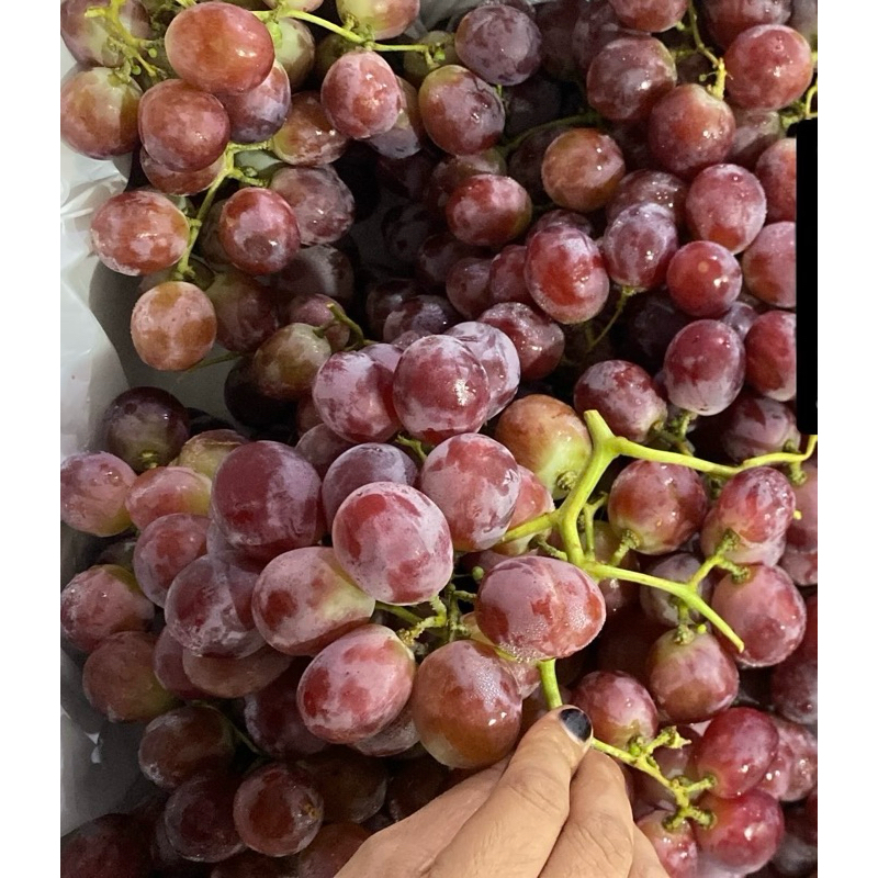 Jual buah anggur merah premium australia manis | Shopee Indonesia