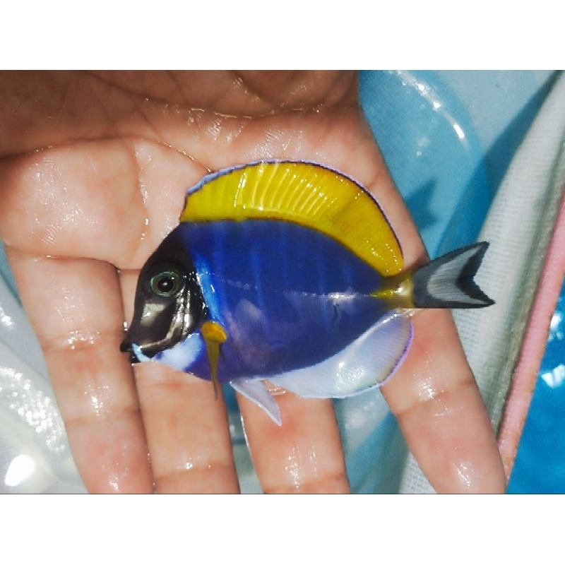 Jual ikan botana biru blue powder tang air laut | Shopee Indonesia