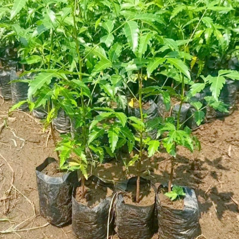 Jual (beli 5 bonus 1) Bibit tanaman herbal daun Mimba siap pakai ...