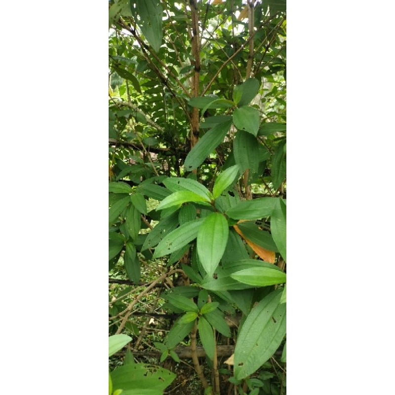 Jual DAUN SEGAR HAREDANG HERBAL 1 KG | Shopee Indonesia