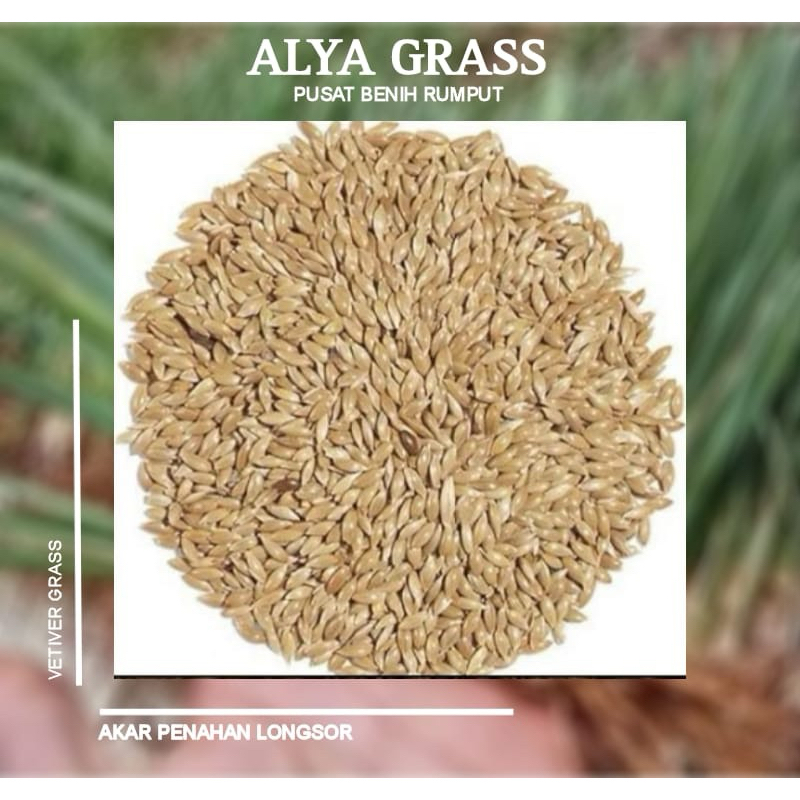 Jual Benih rumput signal grass vetiver akar wangi penahan longsor 1Kg ...
