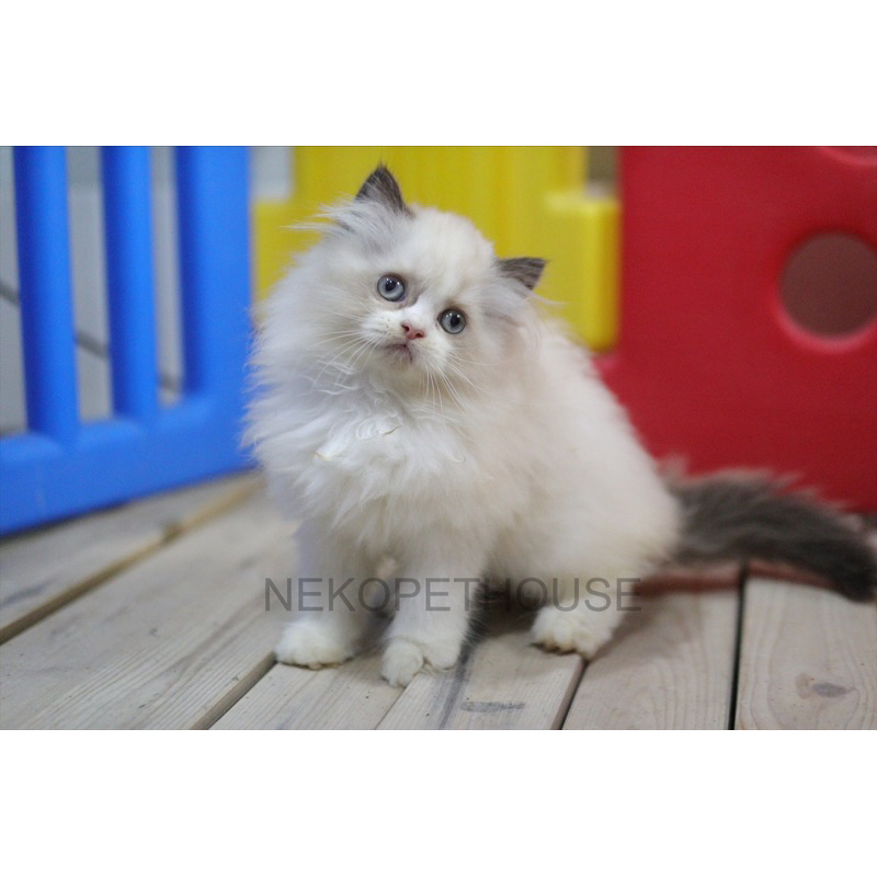 Jual Ragdoll Kitten Anak Kucing Ragdoll Bi Colour Longhair | Shopee ...