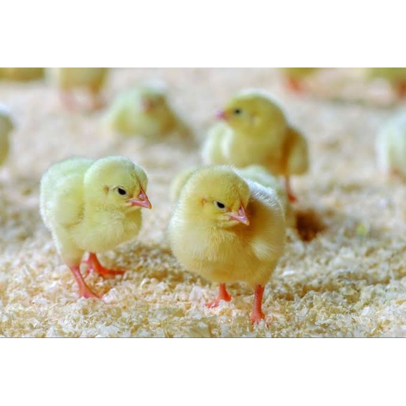 Jual Doc Ayam Petelur White Leghron Ori Beli 15 Gratis 1. | Shopee ...