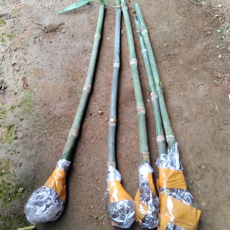 Jual BIBIT BAMBU PETUNG / BETUNG RAKSASA SIAP TANAM | Shopee Indonesia