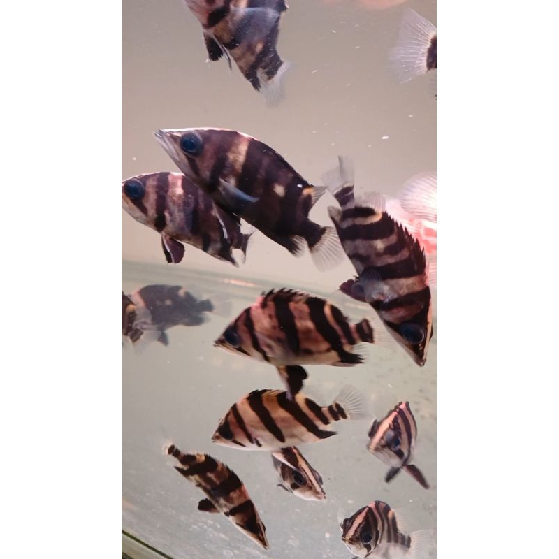 Jual tiger fish datz - datz borneo - datz sumatra | Shopee Indonesia