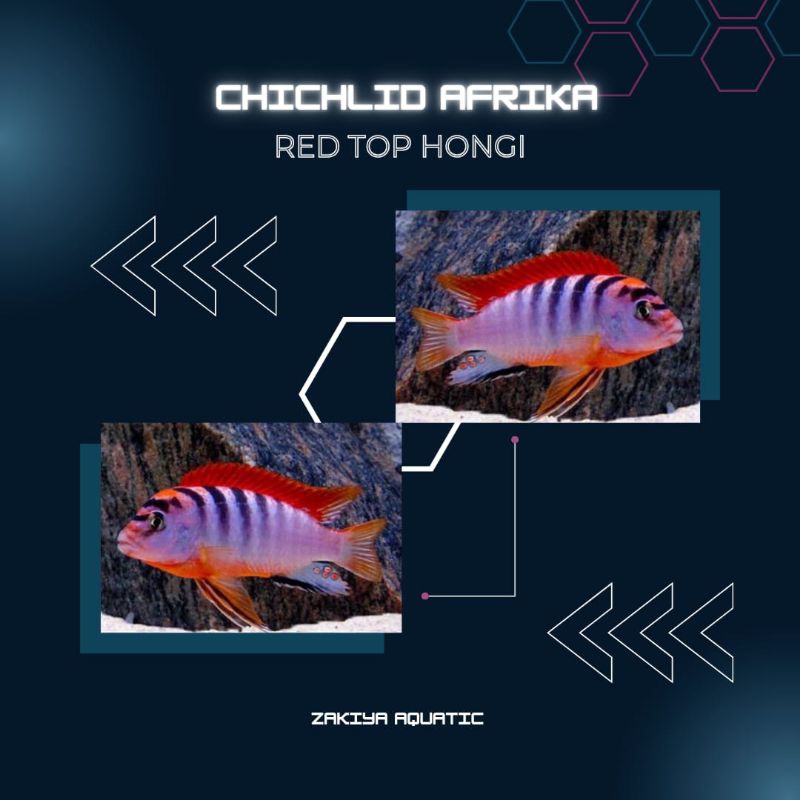 Jual Red Top Hongi Cichlid Afrika | Shopee Indonesia