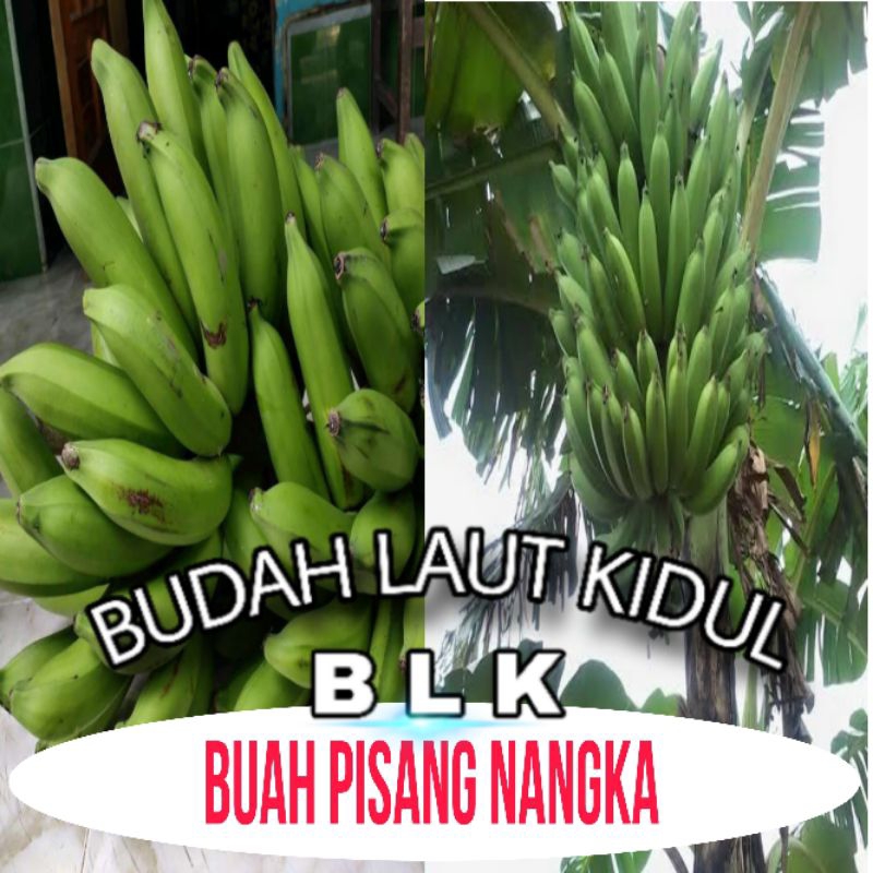 Jual Buah pisang jumbo | buah pisang nangka super | 1kg super | Shopee ...