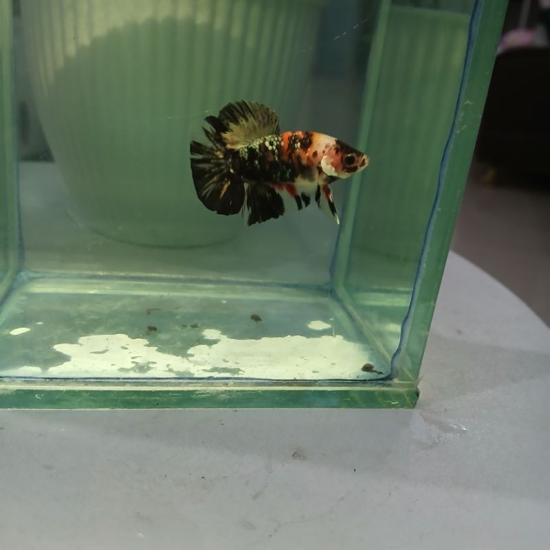 Jual (364) Hiasan Akuarium Plakat Avatar Gordon Nemo / Foto Asli ...