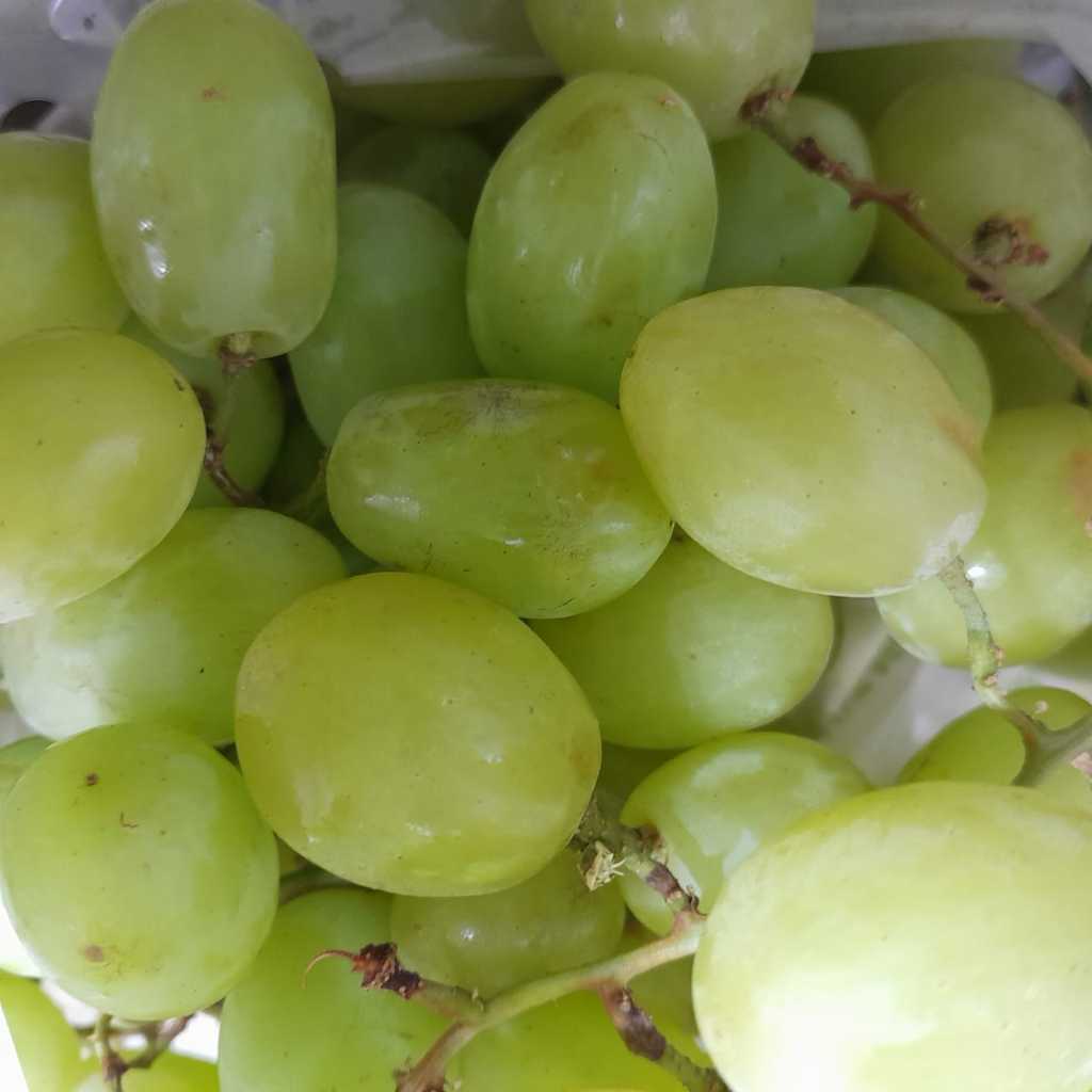 Jual ANGGUR HIJAU AUSTRALIA IMPORT 1KG | Shopee Indonesia