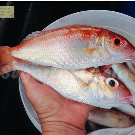 Jual Ikan Kurisi Segar / Ikan Krisi / Ikan Segar 1Kg | Shopee Indonesia