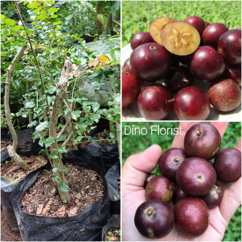 Jual Bibit Tanaman Buah Rukam / Rukem Super JUMBO - Batang Besar ...