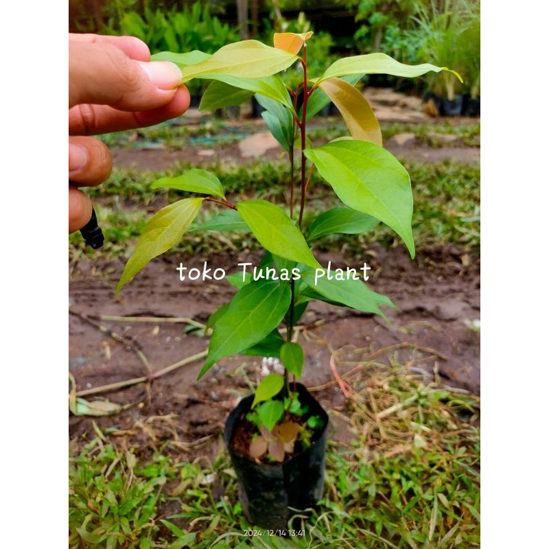 Jual Bibit Pohon Kayu Manis - Tanaman Kayu Manis - Tanaman Herbal ...