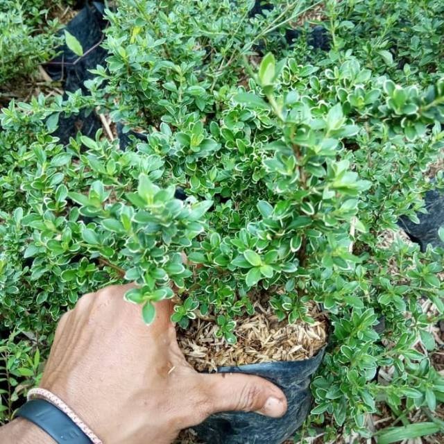 Jual Tanaman hias bunga mirten | Shopee Indonesia