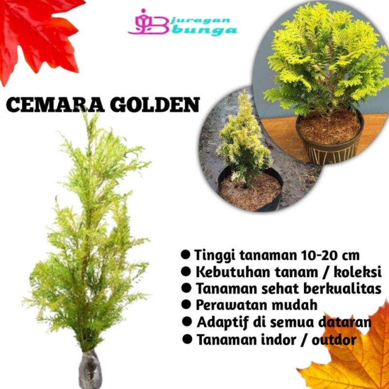 Jual Bunga CEMARA REN GOLD - Tanaman Hias Hidup Daun Cemara Ren Gold ...