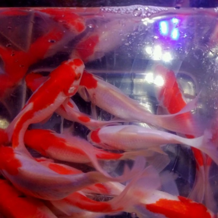 Jual PROMO MURAH!!KOI KUMPAI KOI KOMET UKURAN 5-10 CM KIRIMAN HANYA ...