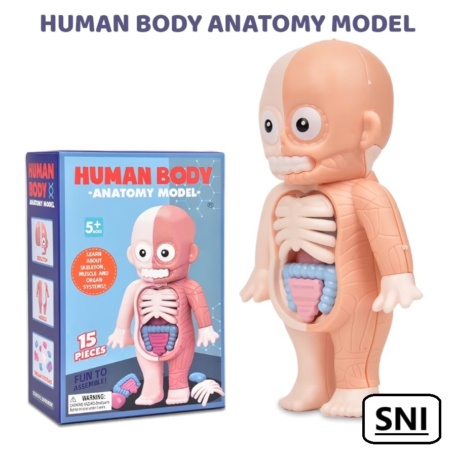 Jual Human Body Model Sains Mainan Edukasi Organ Tubuh Manusia Board Game | Shopee Indonesia