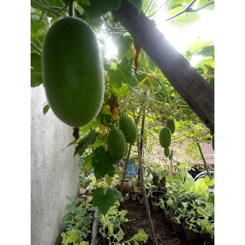 Jual Labu Air (Beligo/kundur/blonceng) | Shopee Indonesia