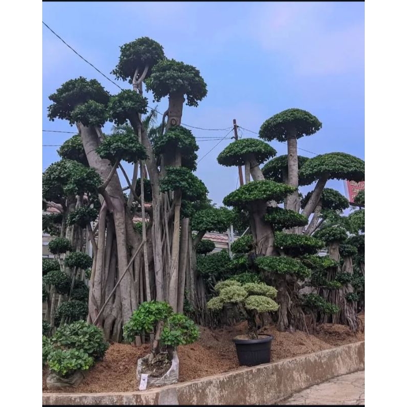 Jual Redy pohon bonsai bringin korea murah | Shopee Indonesia