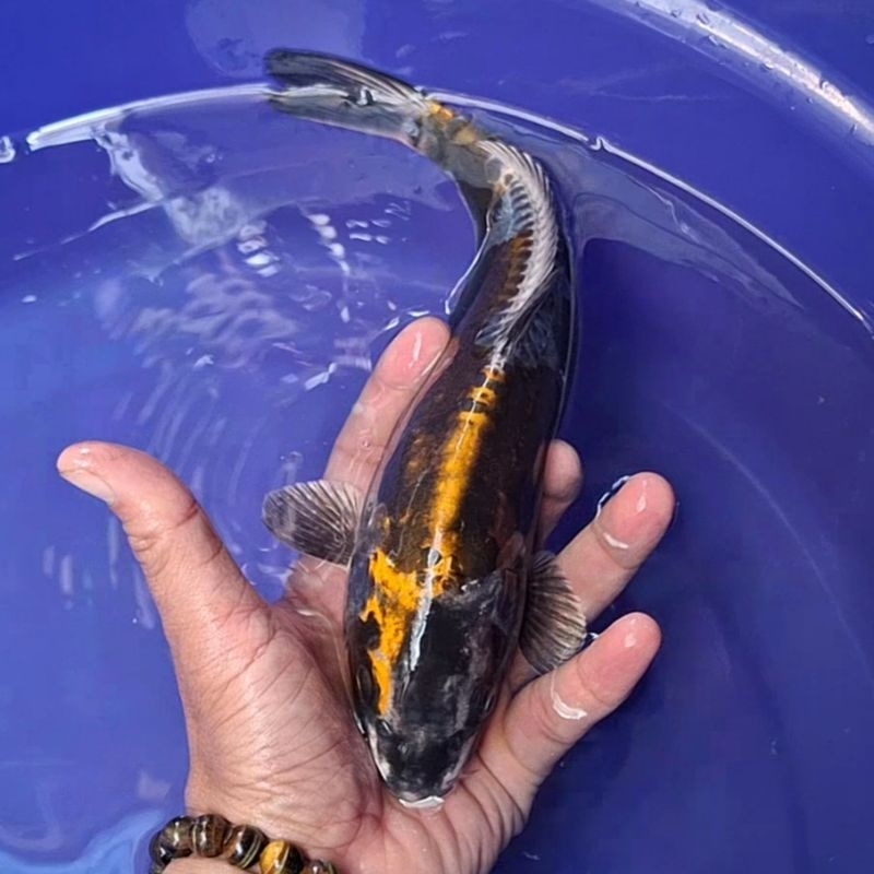 Jual Ikan Koi Blitar Jenis Kiko / Rumah Koi Jakarta / kode 0017 ...