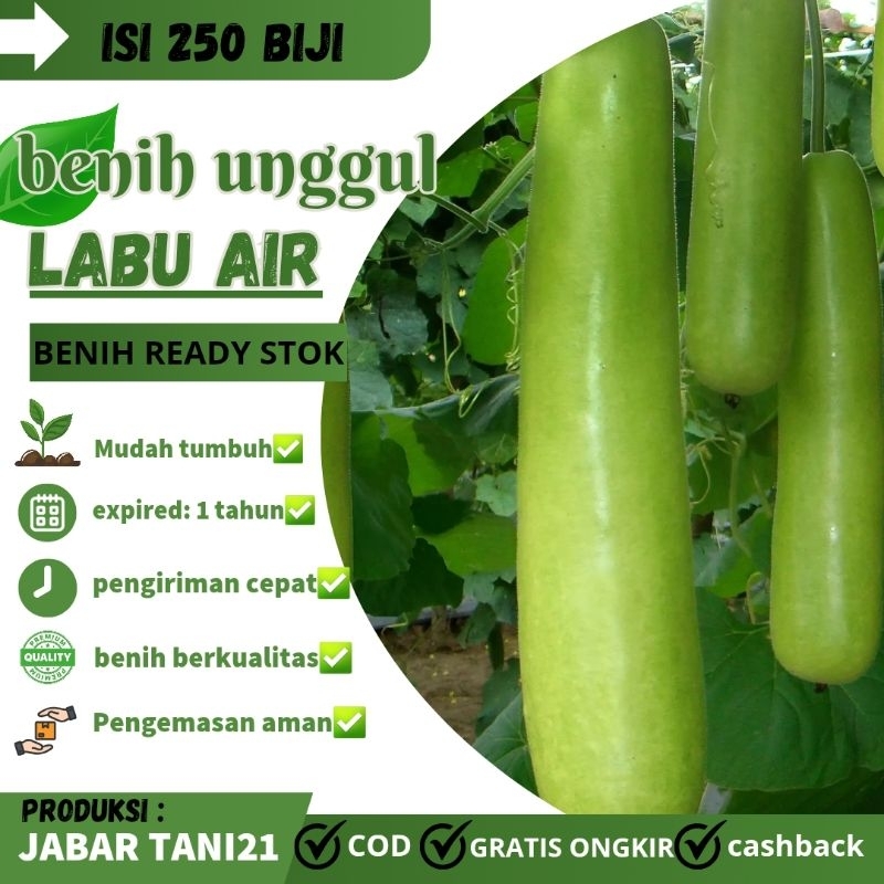 Jual 250 biji- BENIH BIJI LABU AIR|LABU PANJANG | Shopee Indonesia