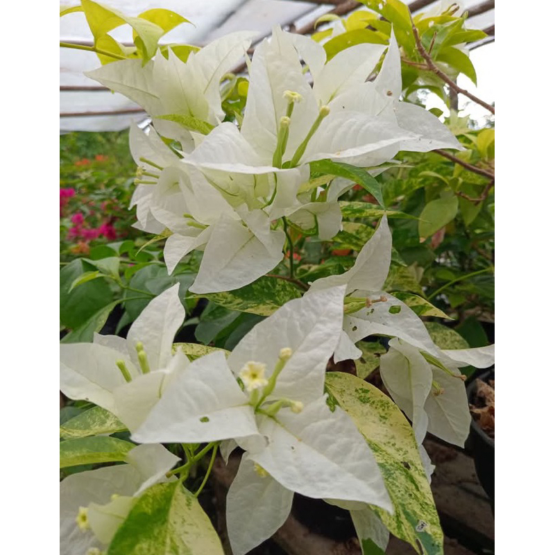 Jual Bugenvil Putih Bangkok daun varigata | Shopee Indonesia