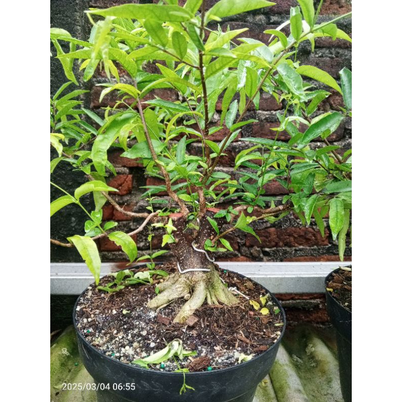 Jual BAHAN BONSAI ANTING PUTRI LB 20CM(REALPICT) | Shopee Indonesia
