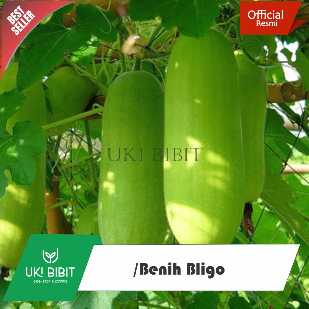 Jual ( 10 Butir ) Benih Biji Bligo | Labu Bedak | Kundur | Benih Labu ...
