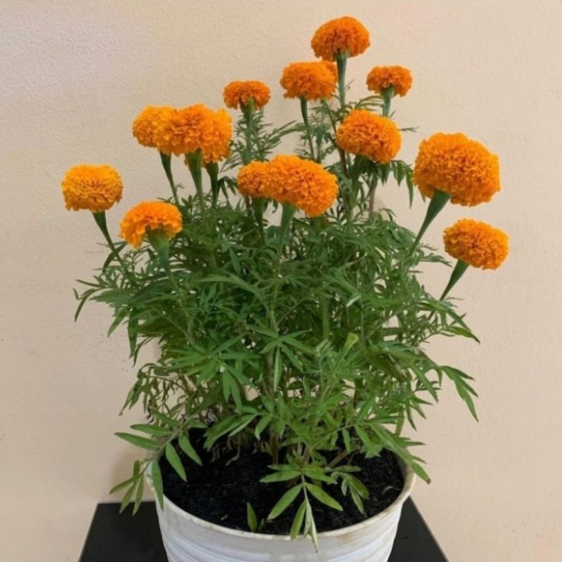 Jual marigold afrika bunga oren(tagetes erecta) | Shopee Indonesia