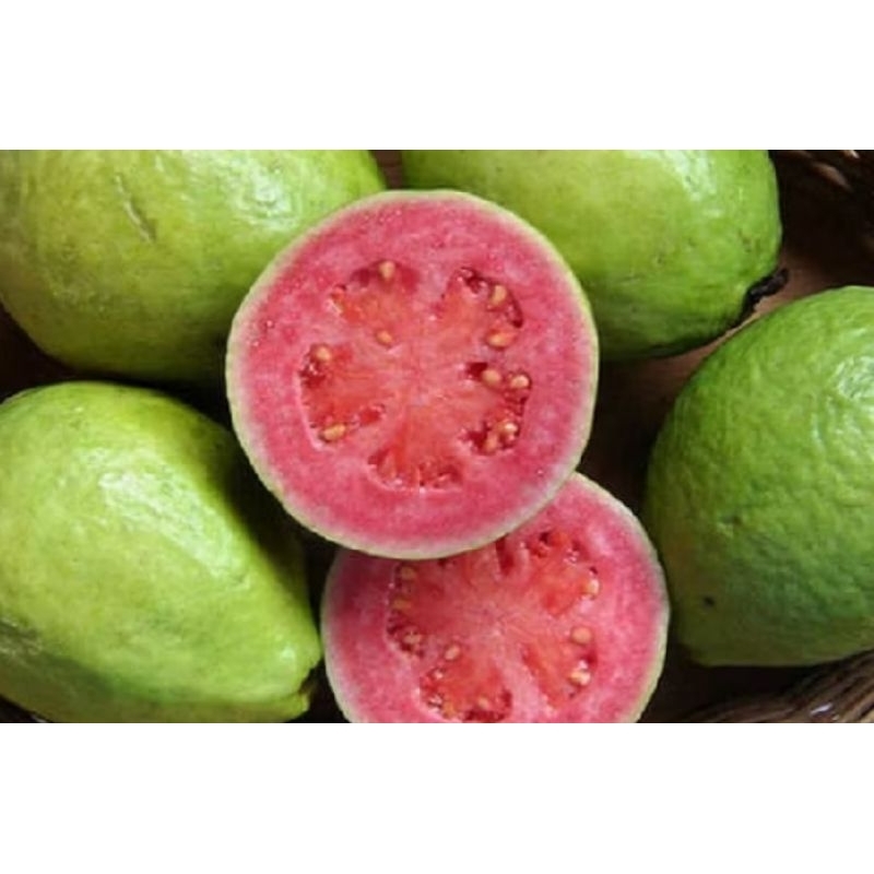 Jual jambu biji merah (guava) | Shopee Indonesia