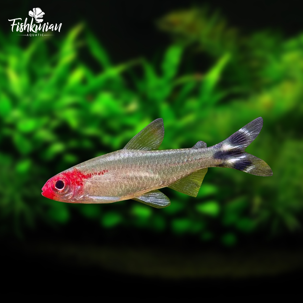 Jual RED/NOSE/TETRA | Shopee Indonesia