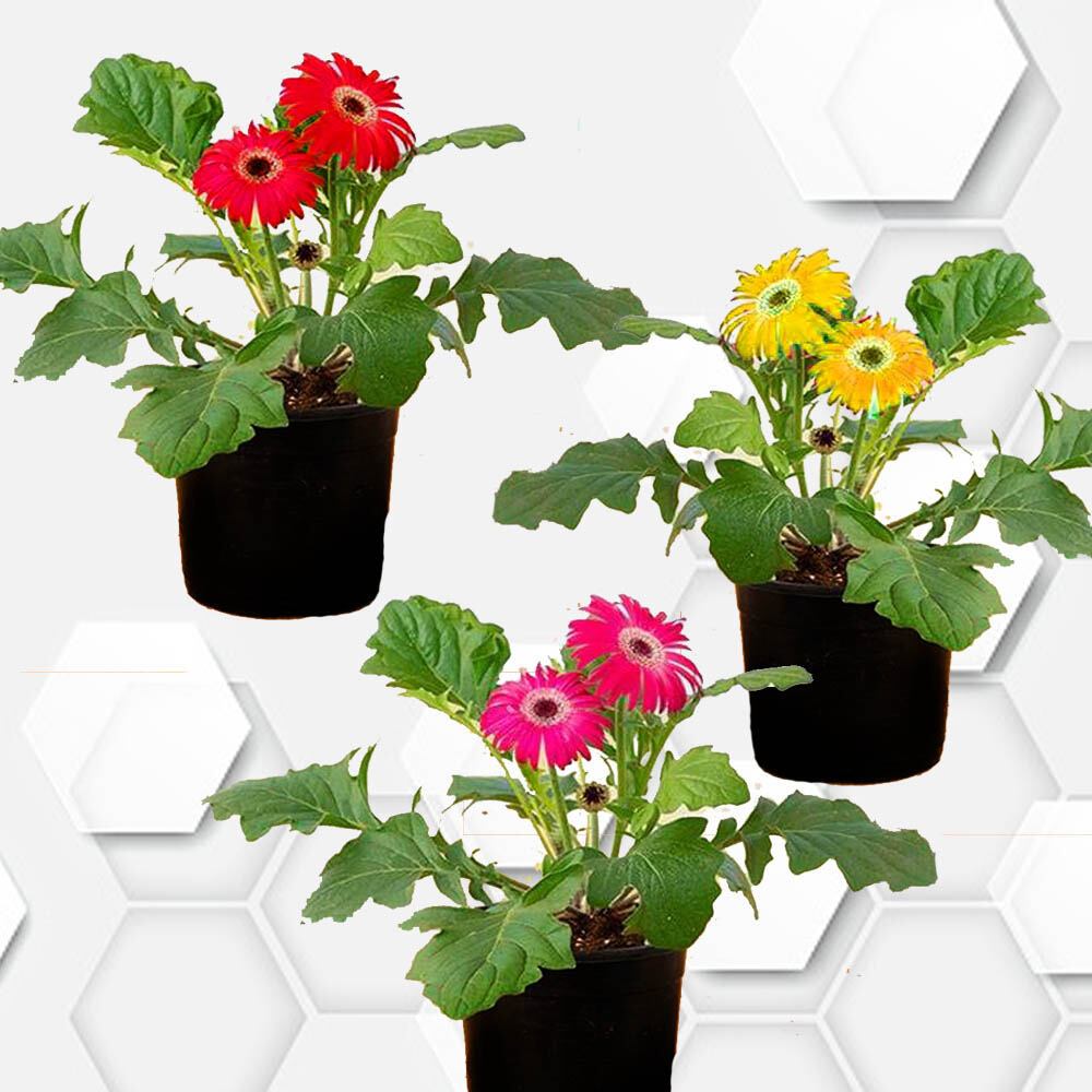 Jual paket 3 tanaman hias hidup bunga garbera | Shopee Indonesia