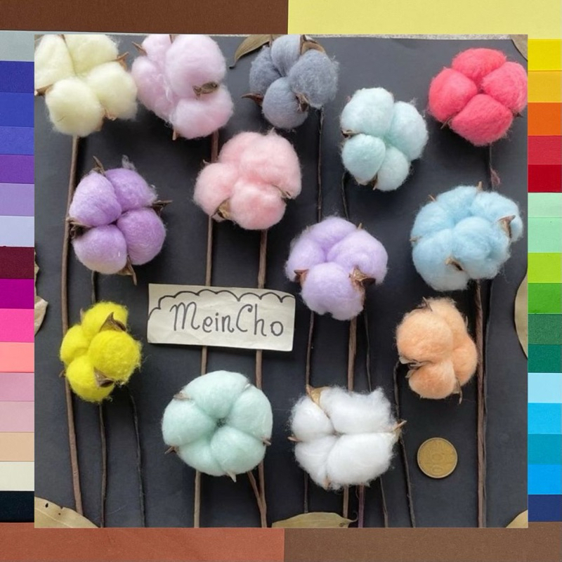 Jual Bunga KAPAS Cotton Flower Dried Flower Kapuk Bunga Kering Properti ...