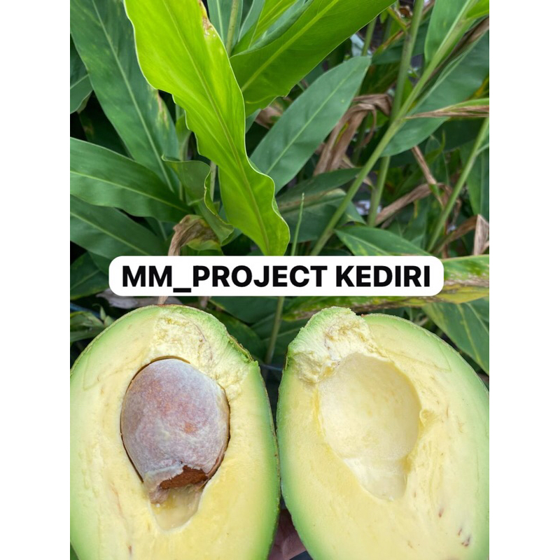 Jual ALPUKAT JUMBO MARKUS DAGING TEBAL ALPUKAT MENTEGA ISI KECIL ...