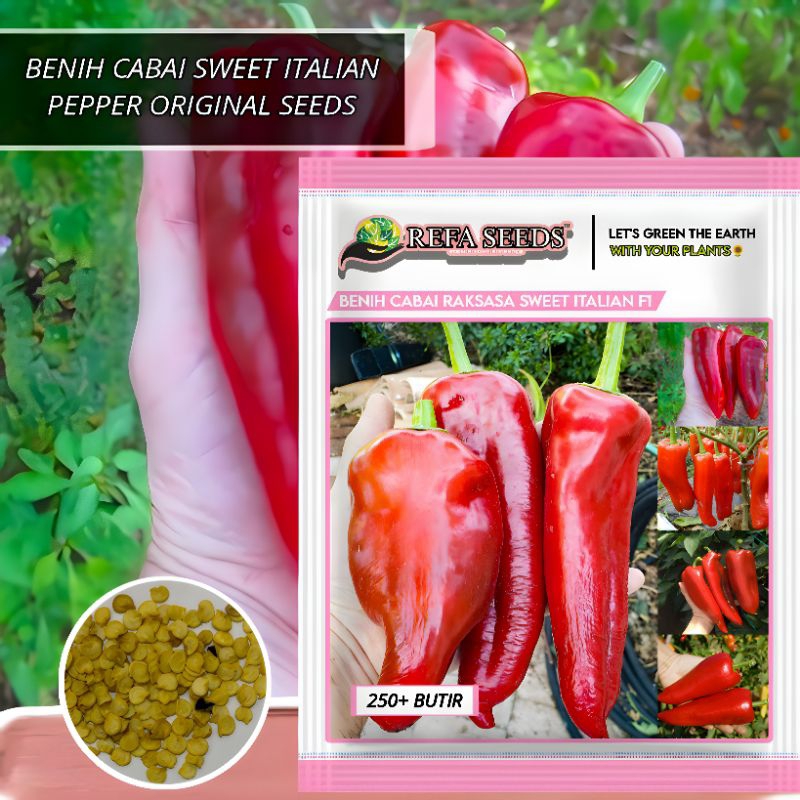 Jual 1 Pack (250 Butir) Benih Cabai Raksasa Italian Pepper Original ...