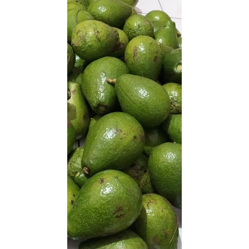 Jual alpukat kuning | Shopee Indonesia