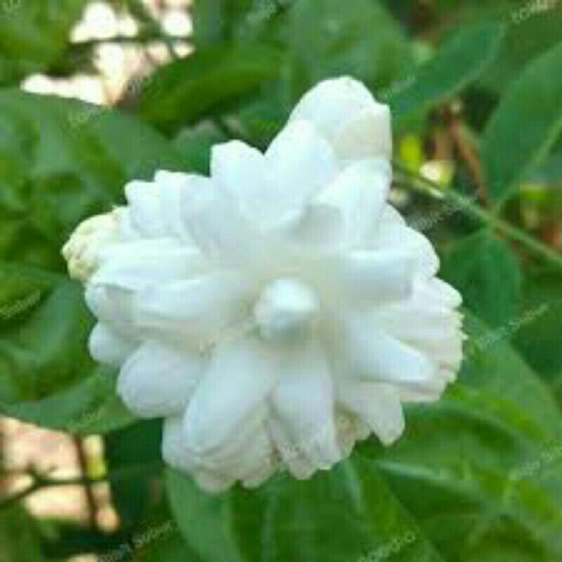 Jual tanaman bunga melati tumpuk ( melati kraton) melati Telor / Melati ...