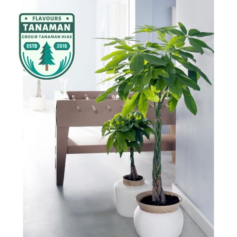 Jual GRATIS ONGKIR!!! Tanaman hias Pacira Kepang 9 - Pachira Money Tree ...