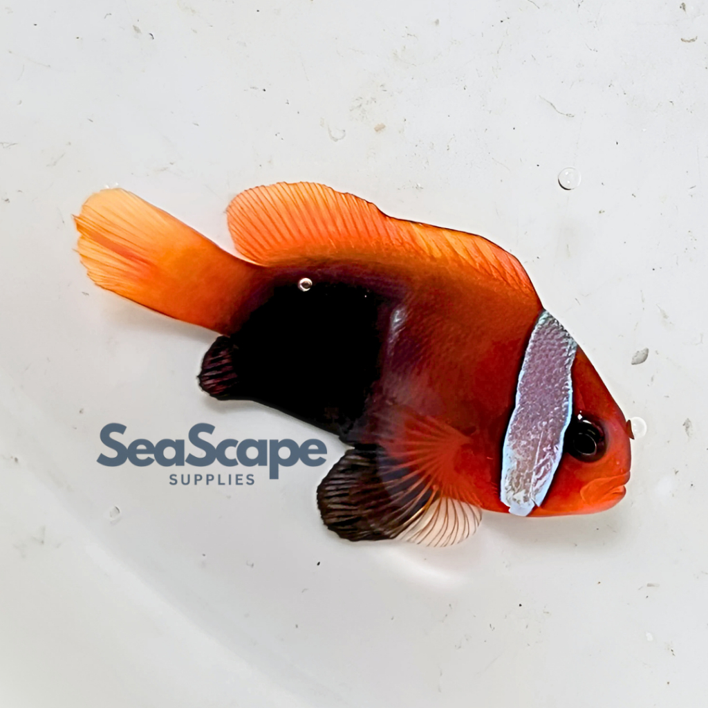 Jual Ikan Hias Akuarium Air Laut Nemo Tompel (Tomato Clownfish) Red ...