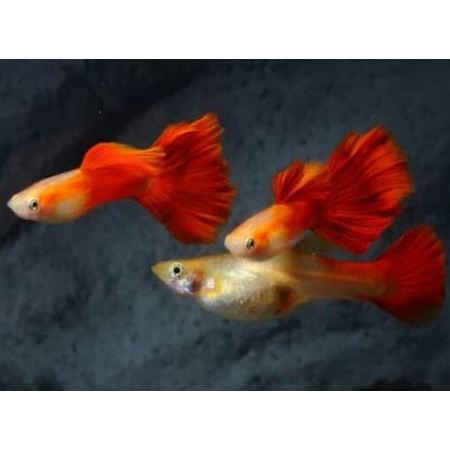 Jual Ikan Guppy AFR Albino Full Red Bonus GANGGANG | Shopee Indonesia