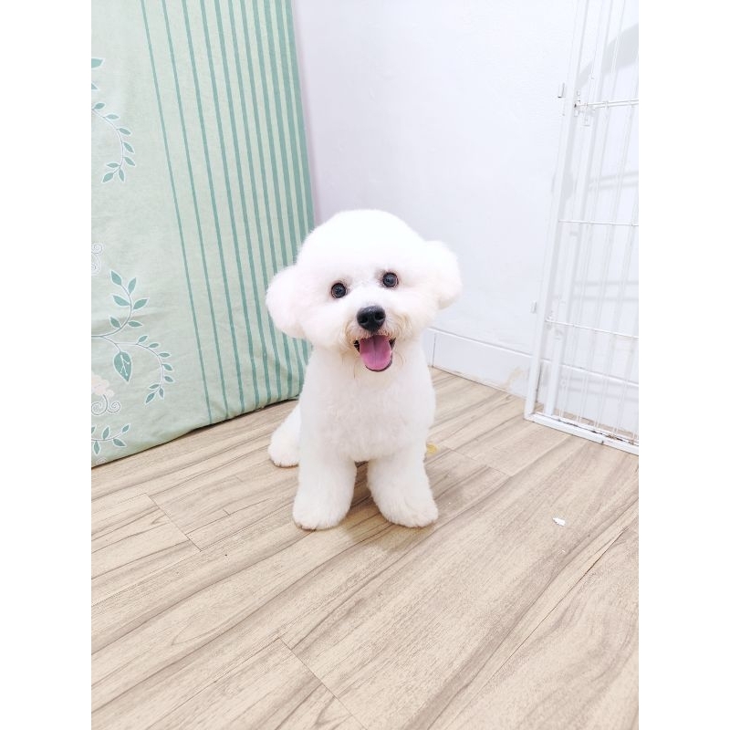 Jual Korean bichon frise dolly face super cute imut bloodine import ...
