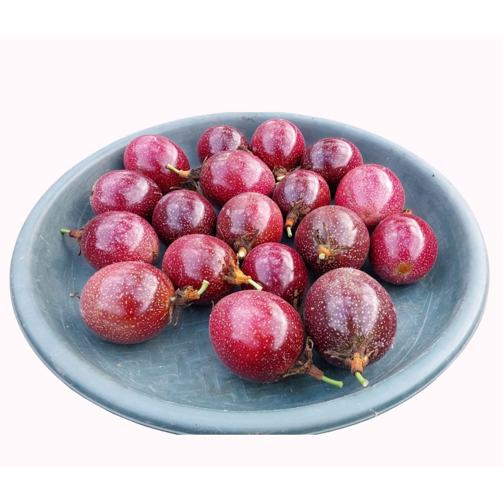 Jual Buah Markisa Ungu Bisa MIX Warna - Asam Segar untuk Syrup | Shopee Indonesia