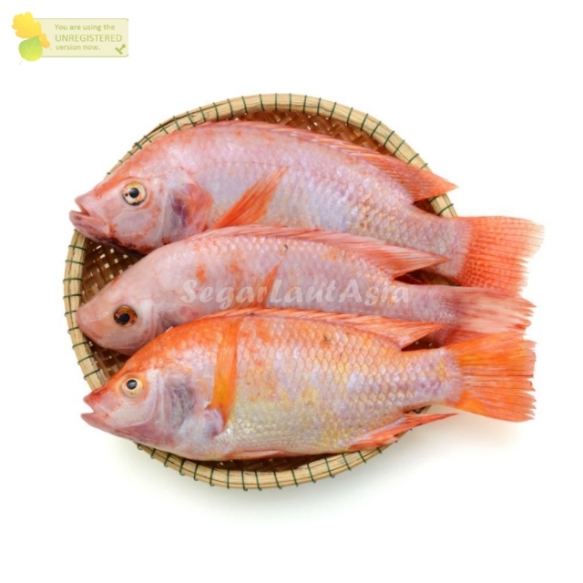 Jual Ikan Nila Merah Segar 1Kg Ikan Nila Merah Utuh | Shopee Indonesia